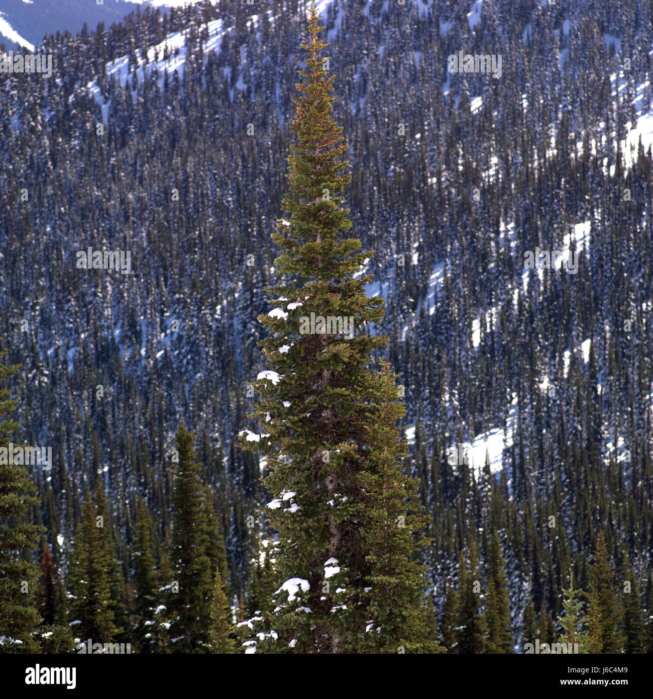 Coke tops hi-res stock photography and images - Alamy