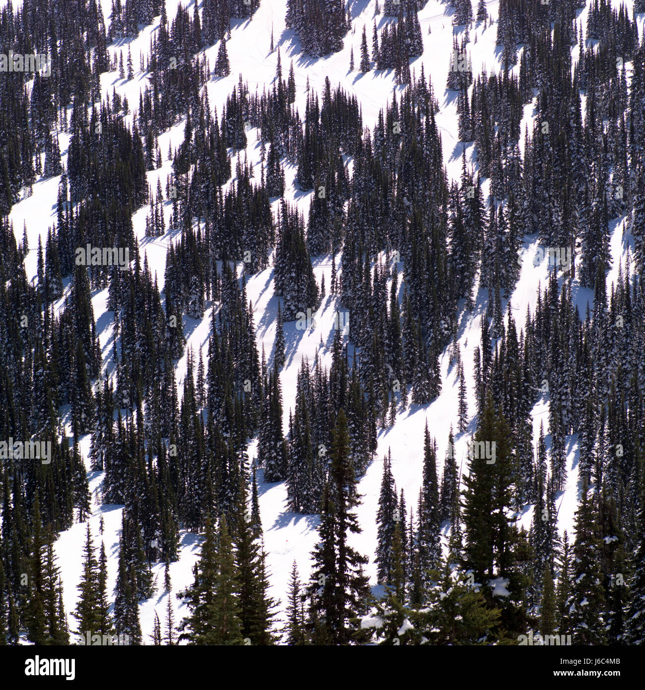 tree trees mountains winter cold pine snow coke cocaine material drug ...