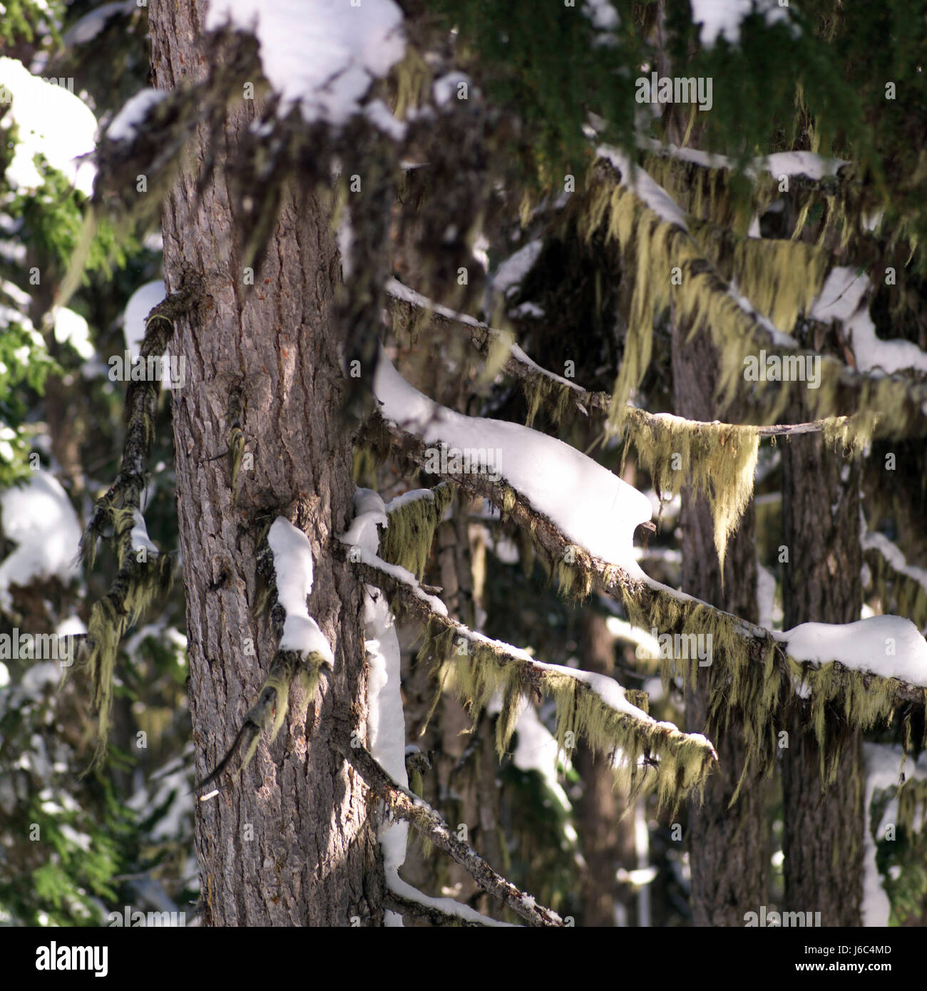 tree trees mountains winter cold pine snow coke cocaine material drug Stock Photo - Alamy