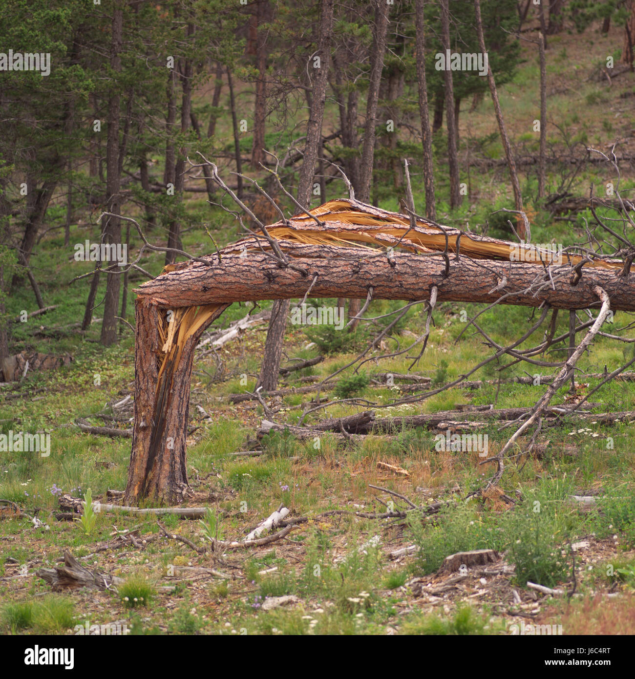 death tree trees usa broken fissured cracked damaged forestry meadow ...