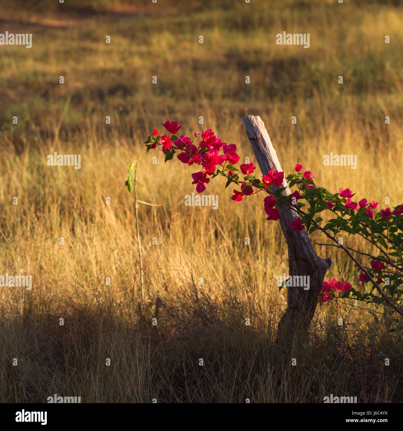beautiful beauteously nice leaf flower plant bloom blossom flourish ...