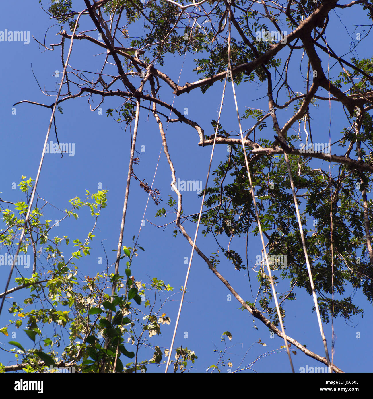 Tree hanging vines hi-res stock photography and images - Alamy