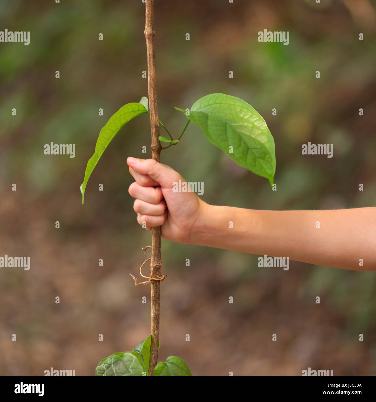 Stem limbs hi-res stock photography and images - Alamy