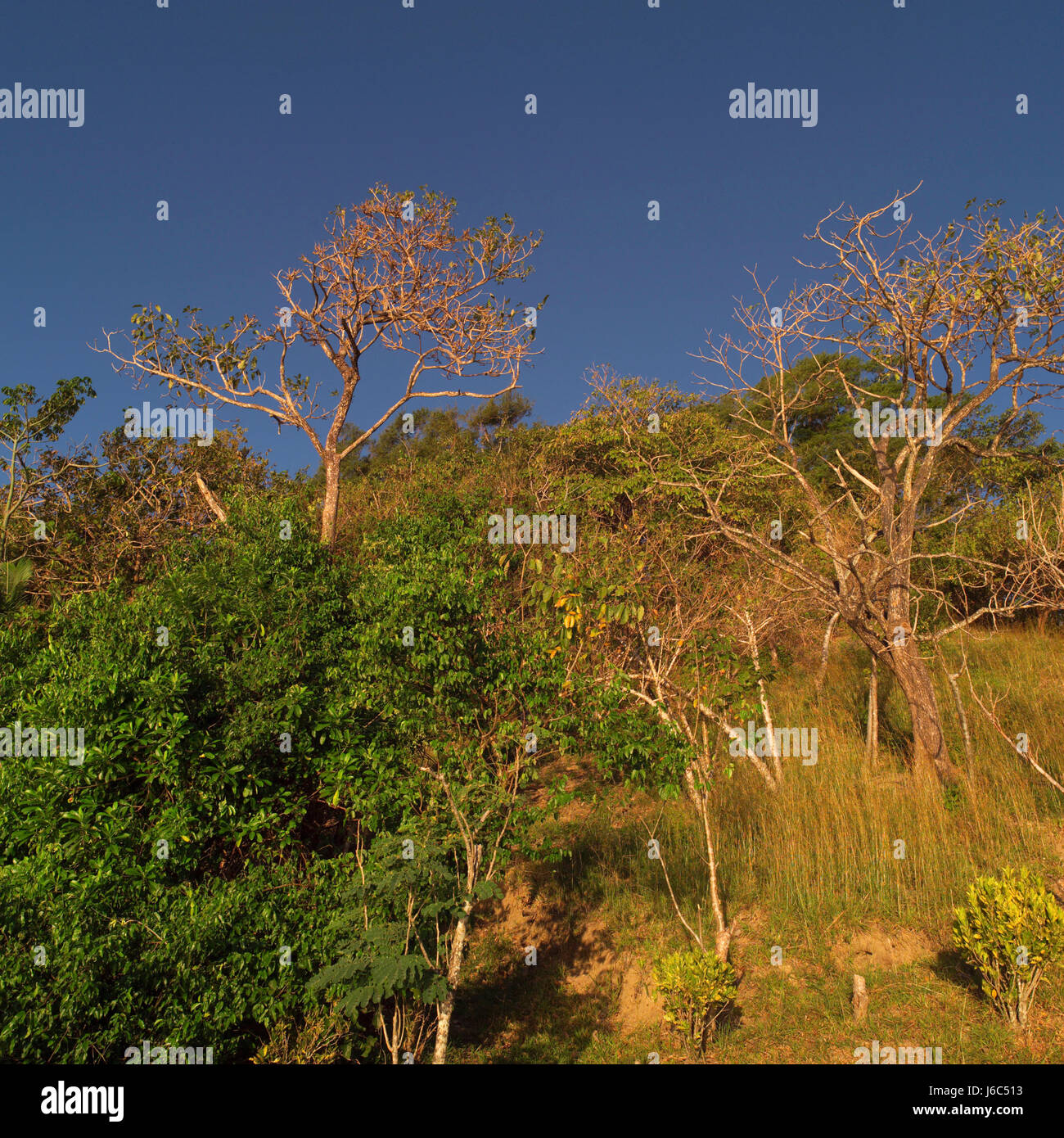 leaf tree trees leaves branches central america branch terrain ...