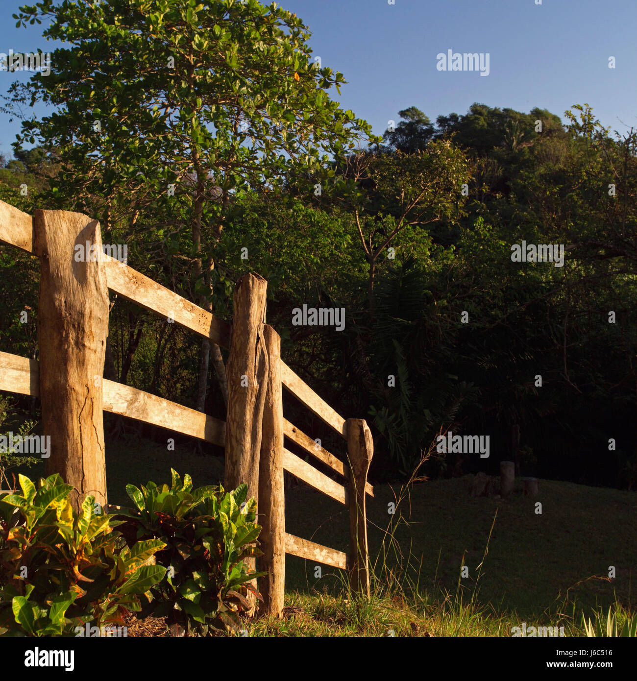 leaf tree trees wood leaves branches central america branch fence ...