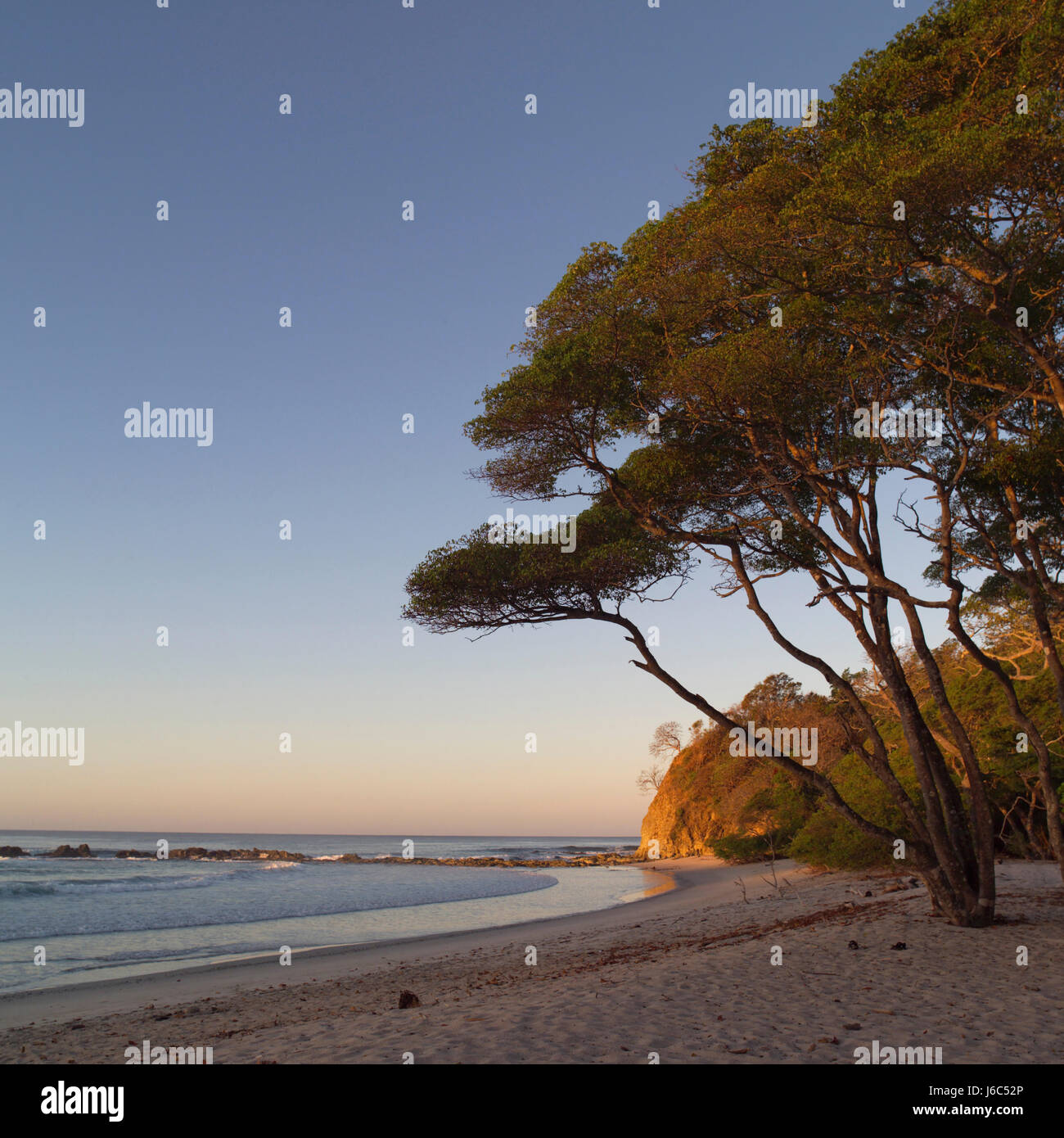 tree trees beach seaside the beach seashore central america coast sandy ...