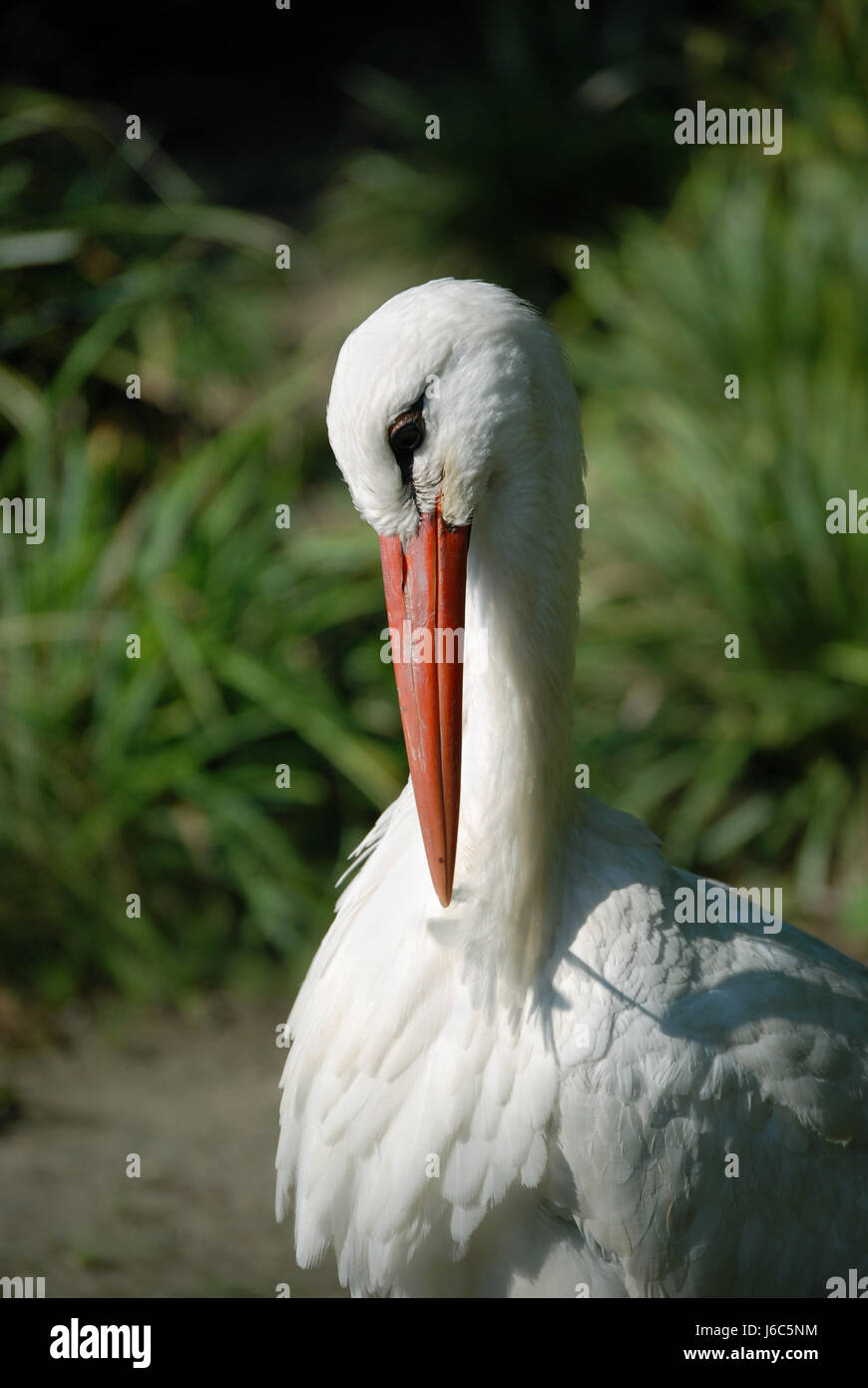 animal bird wild birds blank european caucasian beak stork migrant birds of Stock Photo - Alamy