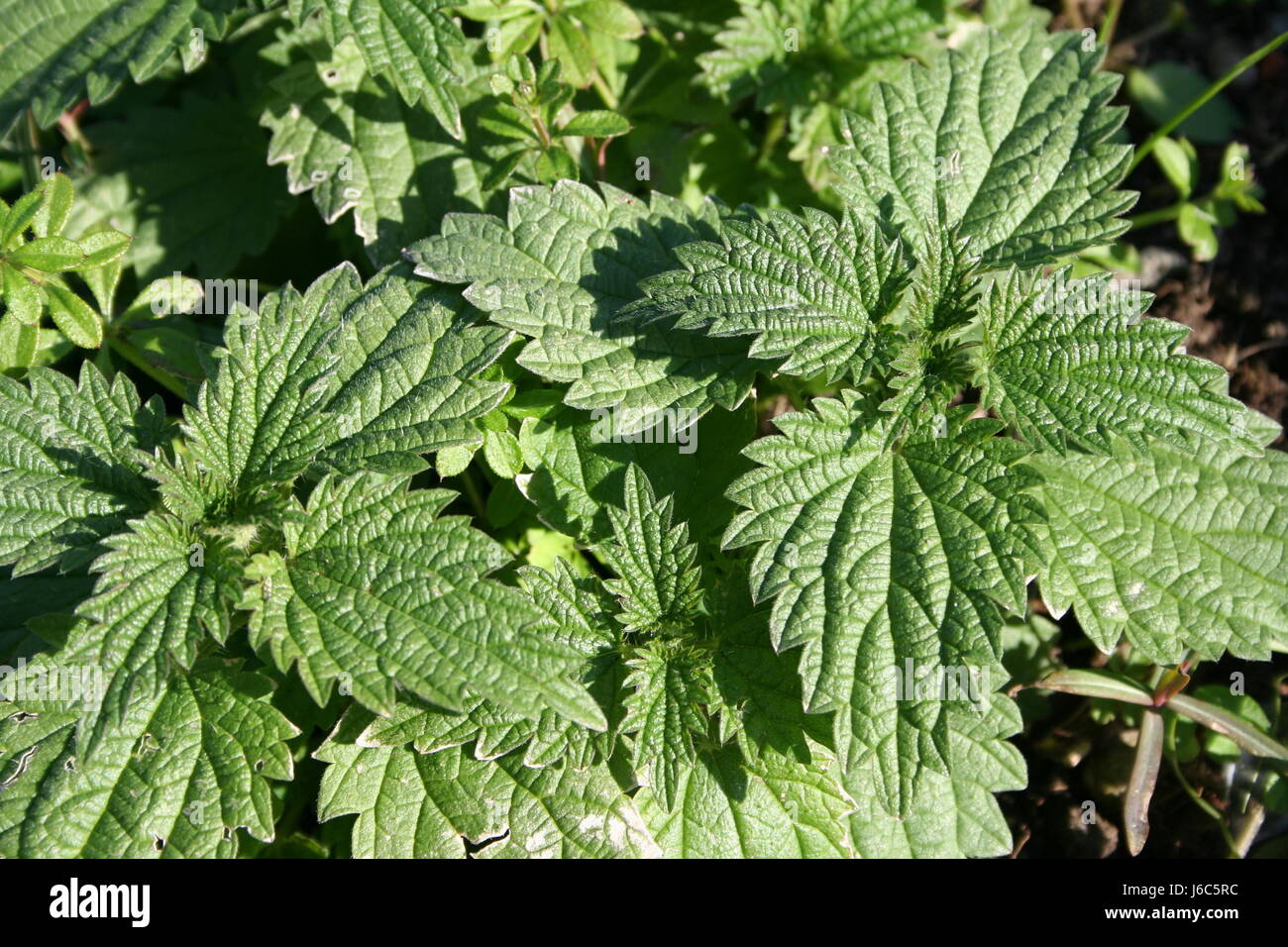 leaf green weed nettle format-filling young younger plant leaves sting ...