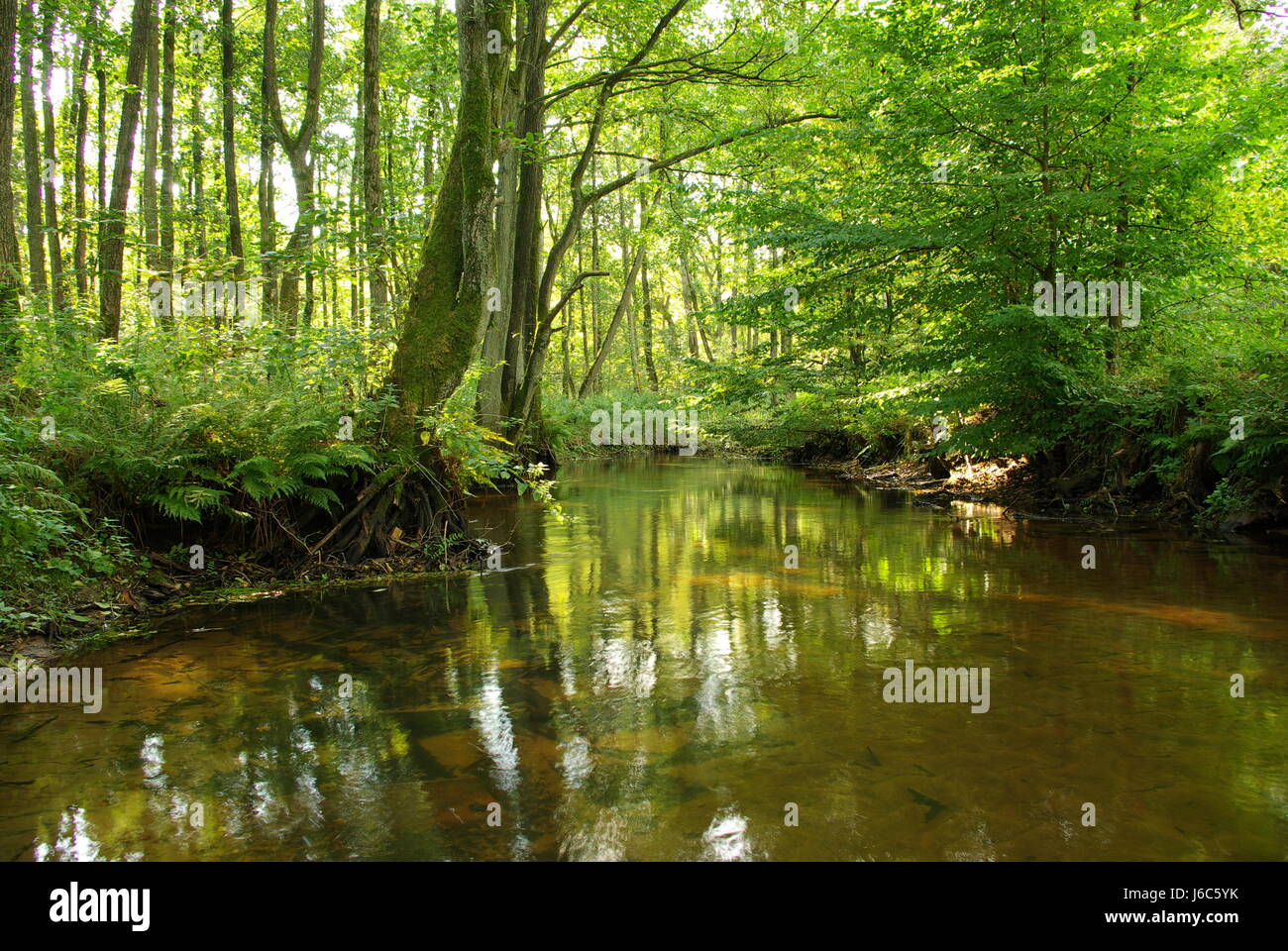 stream current of the river environment enviroment tree trees green ...