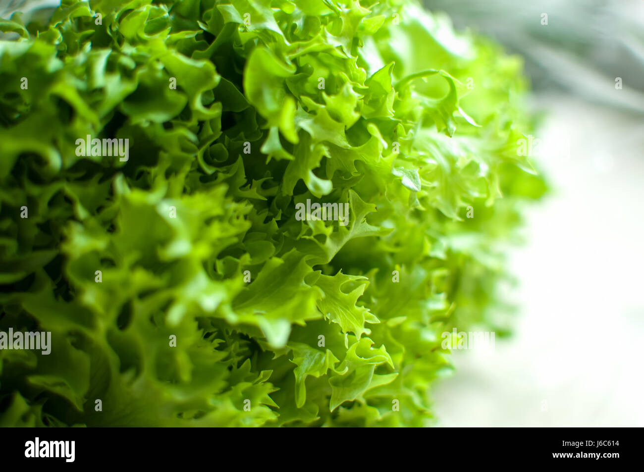 Bunch of raw organic green frisee salad close up. Selective focus Stock ...