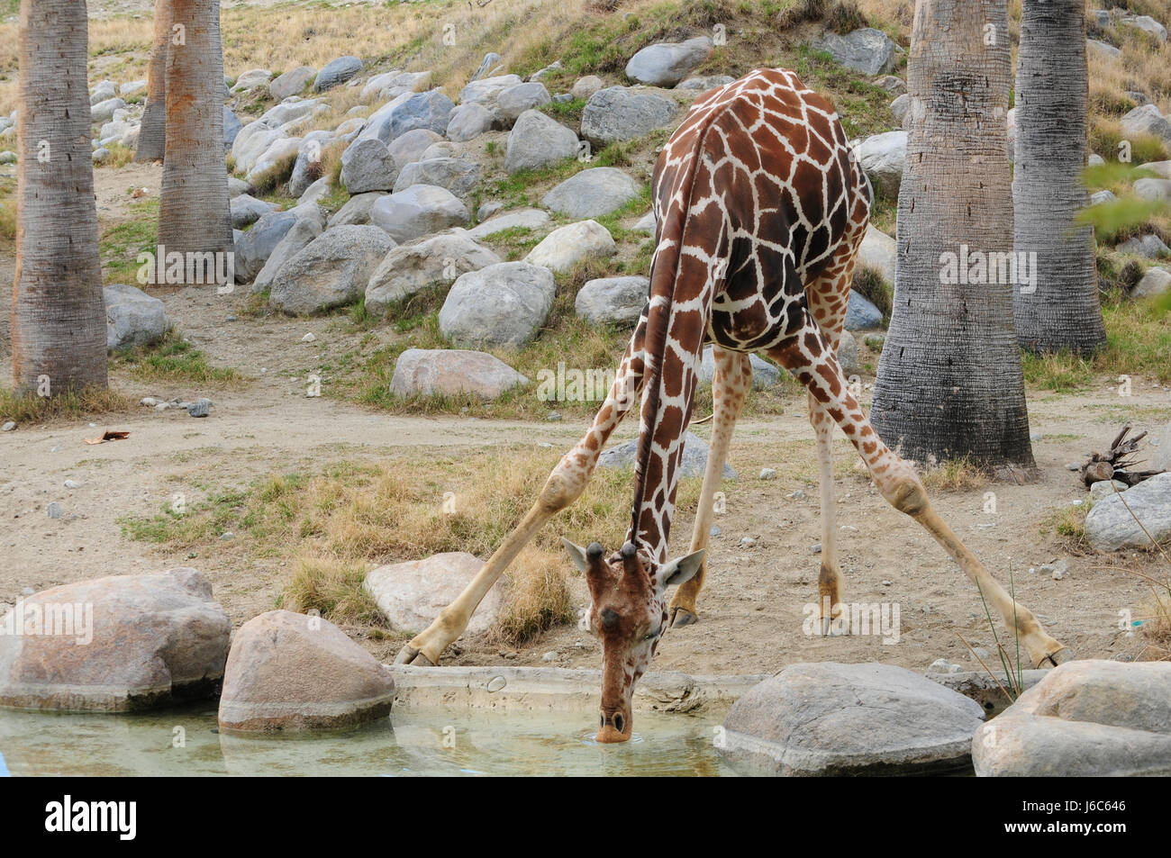 legs drink drinking bibs one giraffe thirst legs drink drinking bibs ...