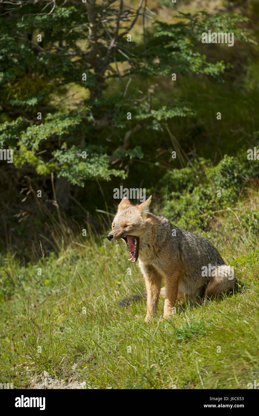 Pseudalopex griseus hi-res stock photography and images - Alamy