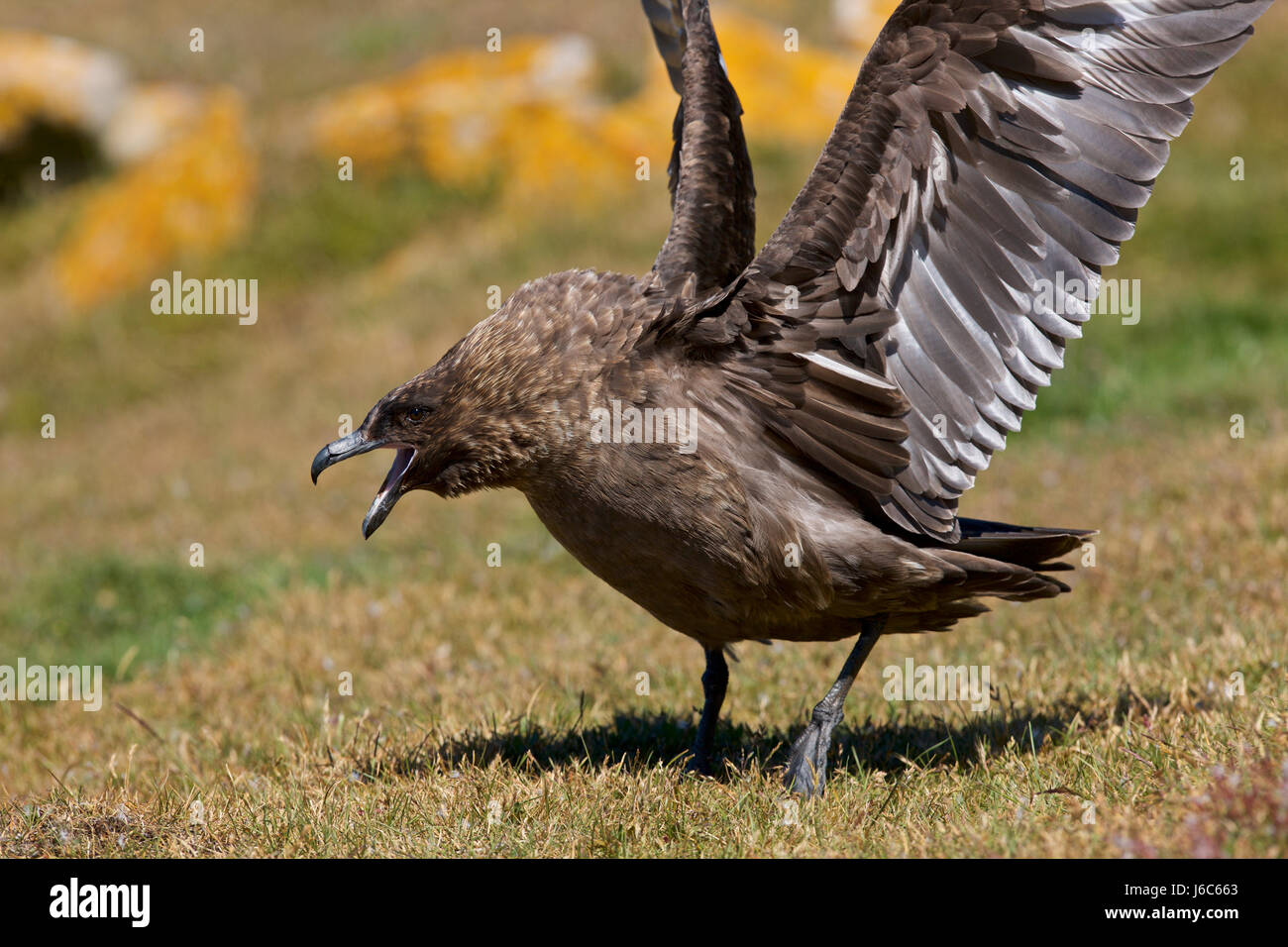 brown skua (Stercorarius antarcticus Stock Photo - Alamy