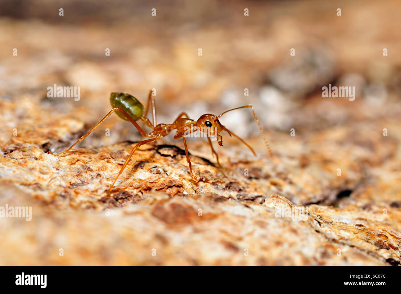 australian weaver ant Stock Photo - Alamy