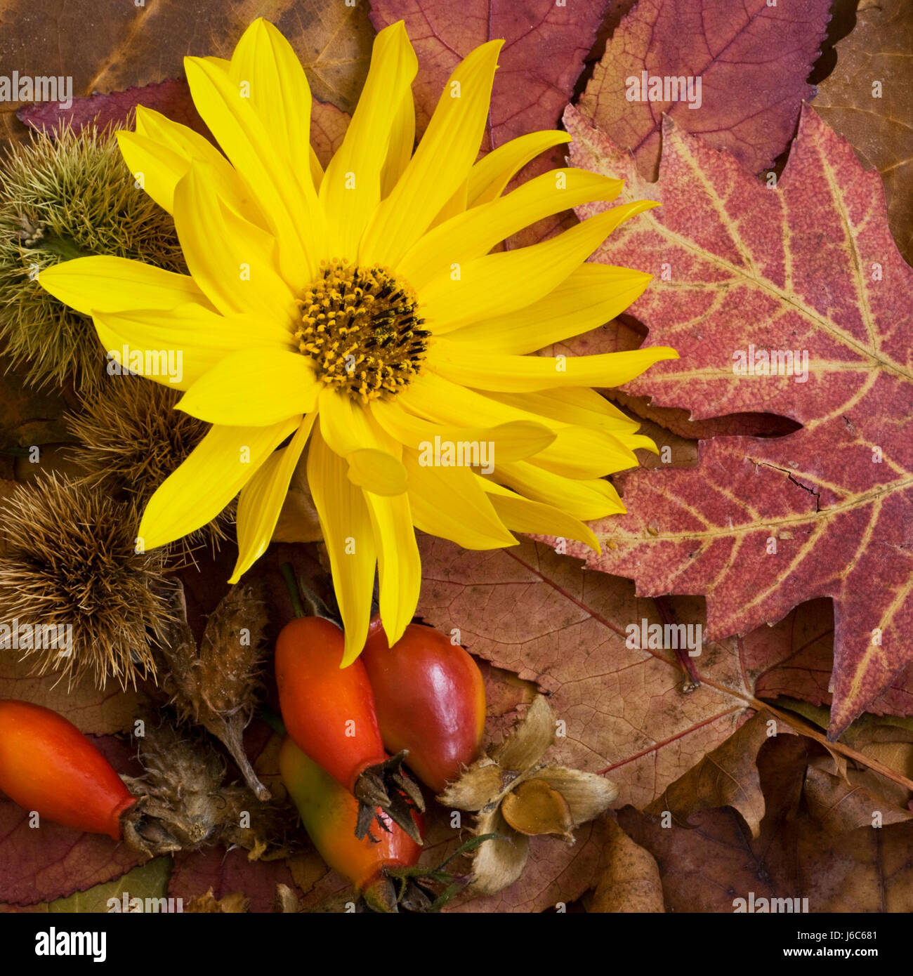 still life flower plant coloured colourful gorgeous multifarious richly ...