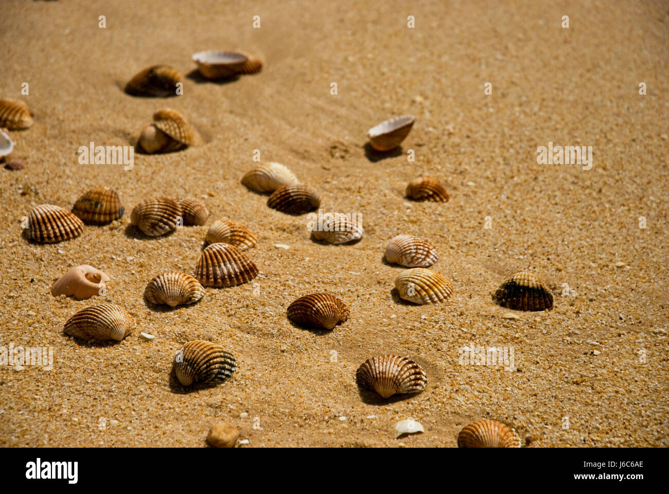 shells on the beach Stock Photo - Alamy