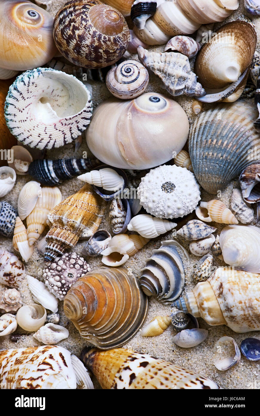 shells on the beach Stock Photo - Alamy