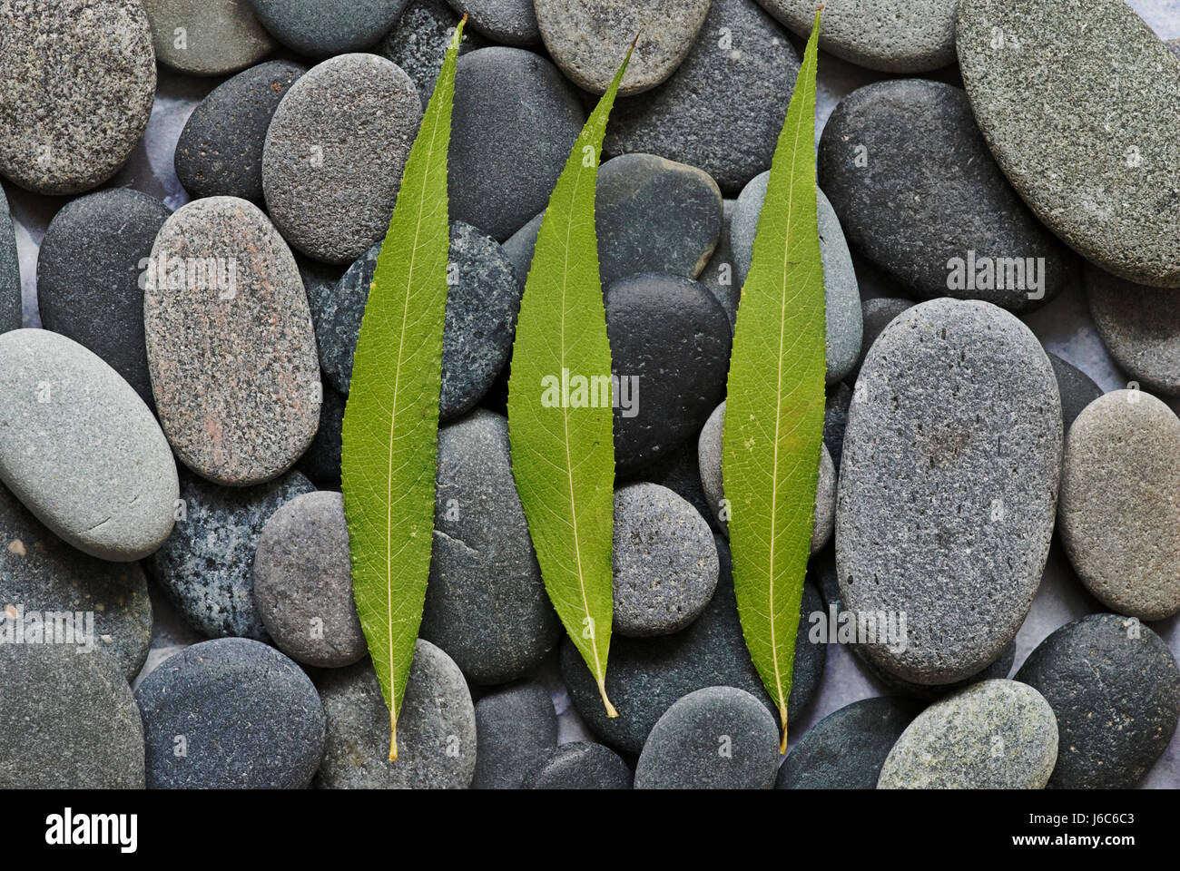 detail stone leaves silicic pebble backdrop background grey gray nature ...