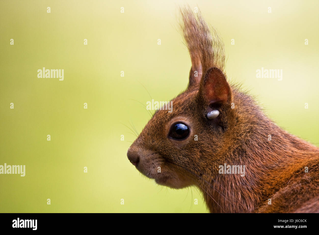 squirrel sweet parasite tick tree portrait to gorge engulf devour ...