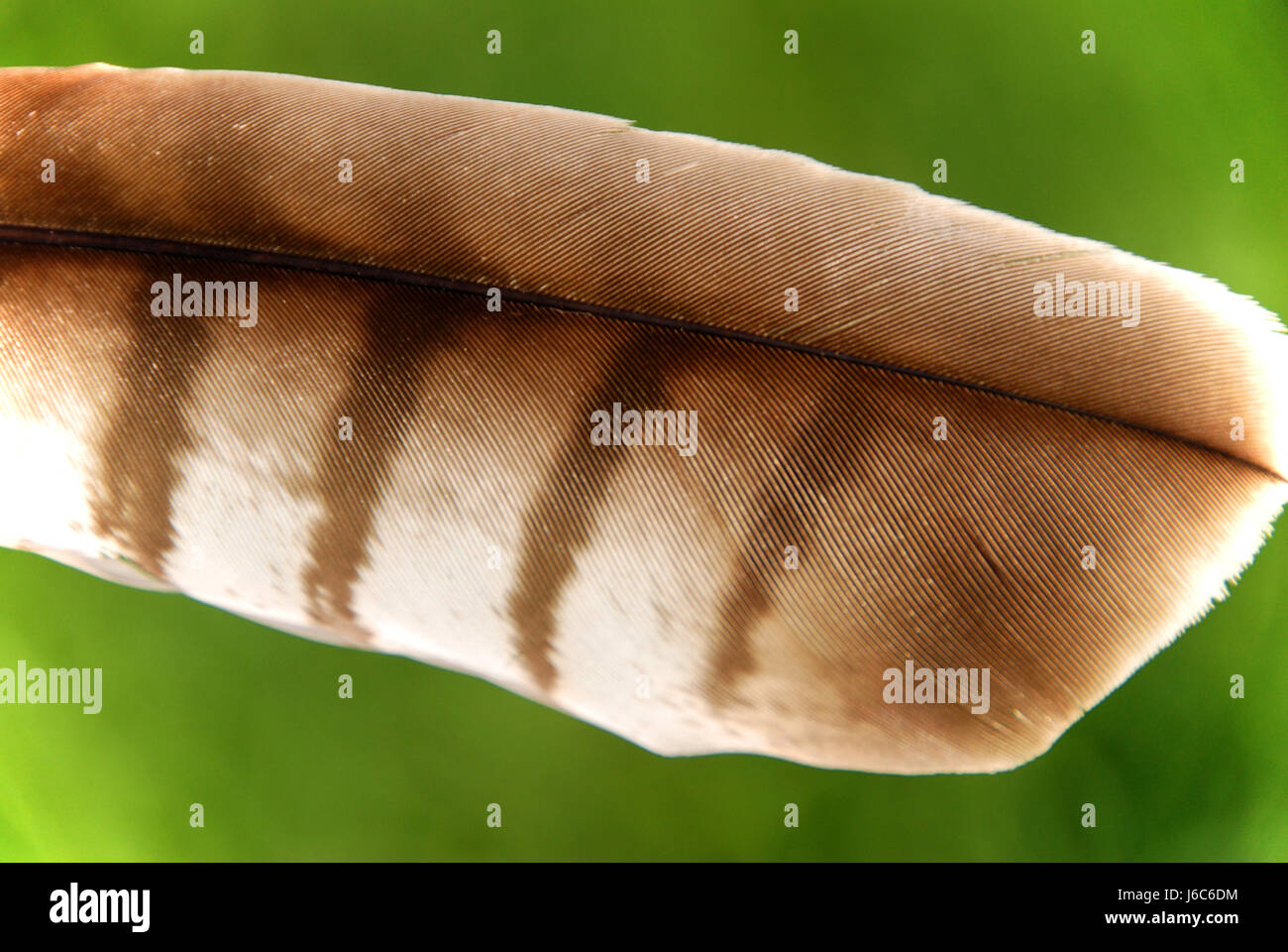 bird birds raptor feathering buzzard structure feather flies animal ...