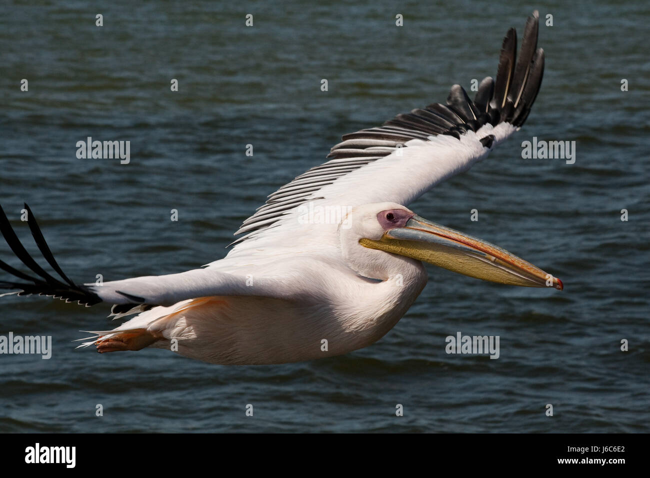 flight bird birds pelican fly flies flys flying flight bird birds ...