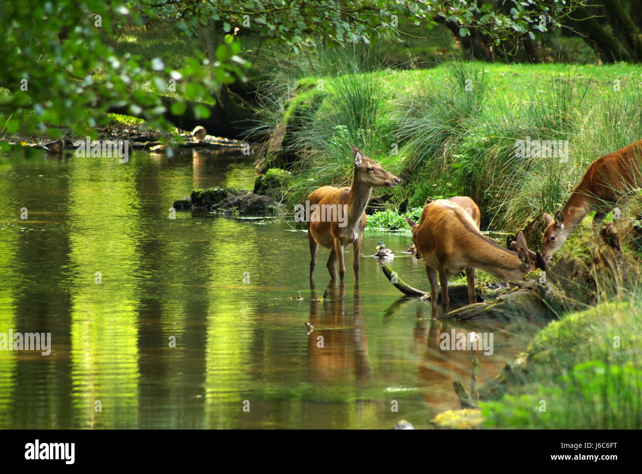 Rutting pack hi-res stock photography and images - Alamy