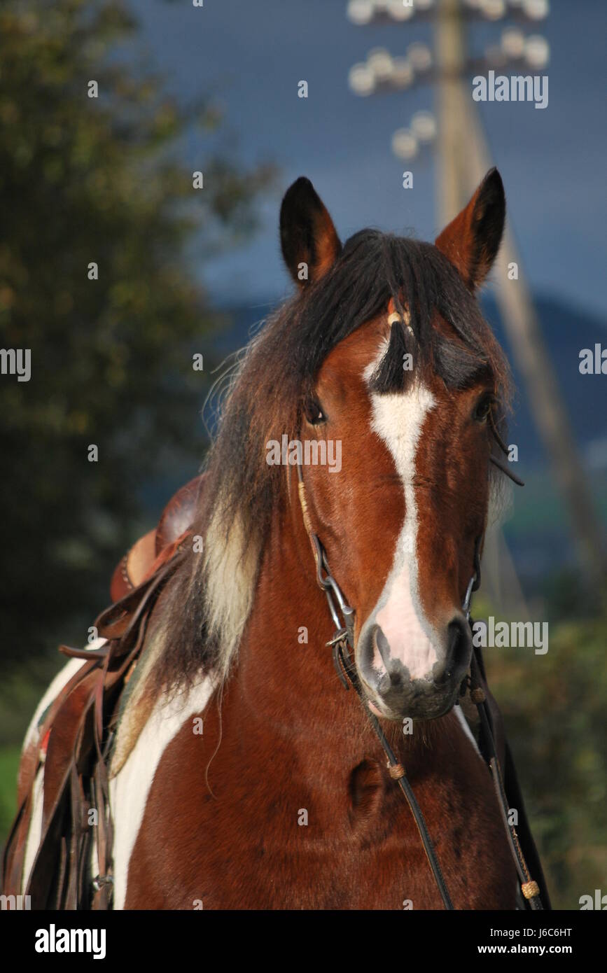 Lewitzer pony hi-res stock photography and images - Alamy