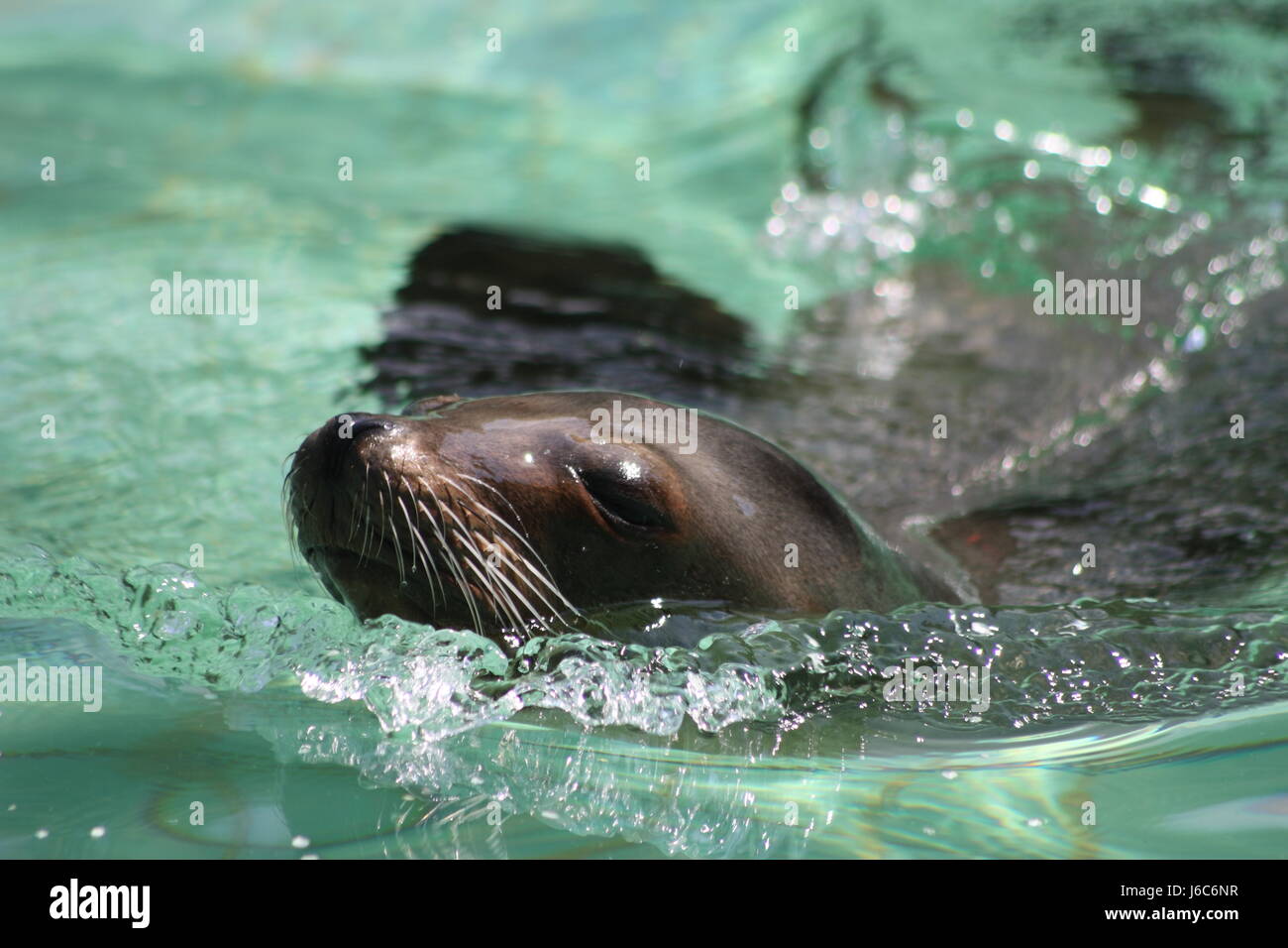 animal coast sea lion salt water sea ocean water animal animals coast ...