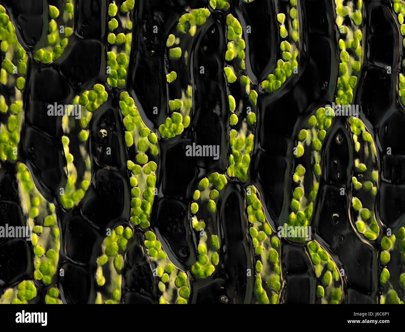 chlorophyll photosynthesis biomass botany chlorophyll plans cells ...
