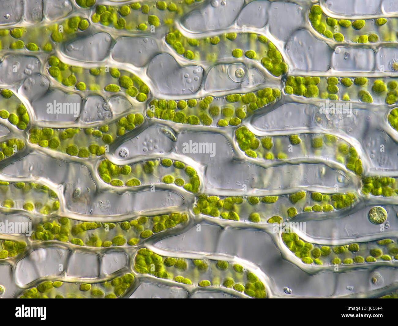 chlorophyll photosynthesis biomass botany chlorophyll plans cells ...