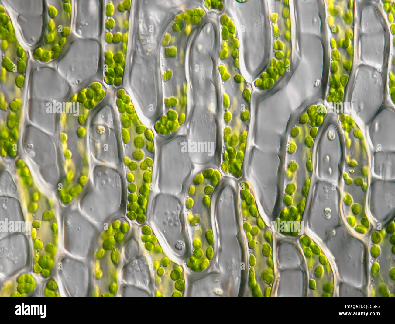 chlorophyll photosynthesis biomass botany chlorophyll plans cells ...