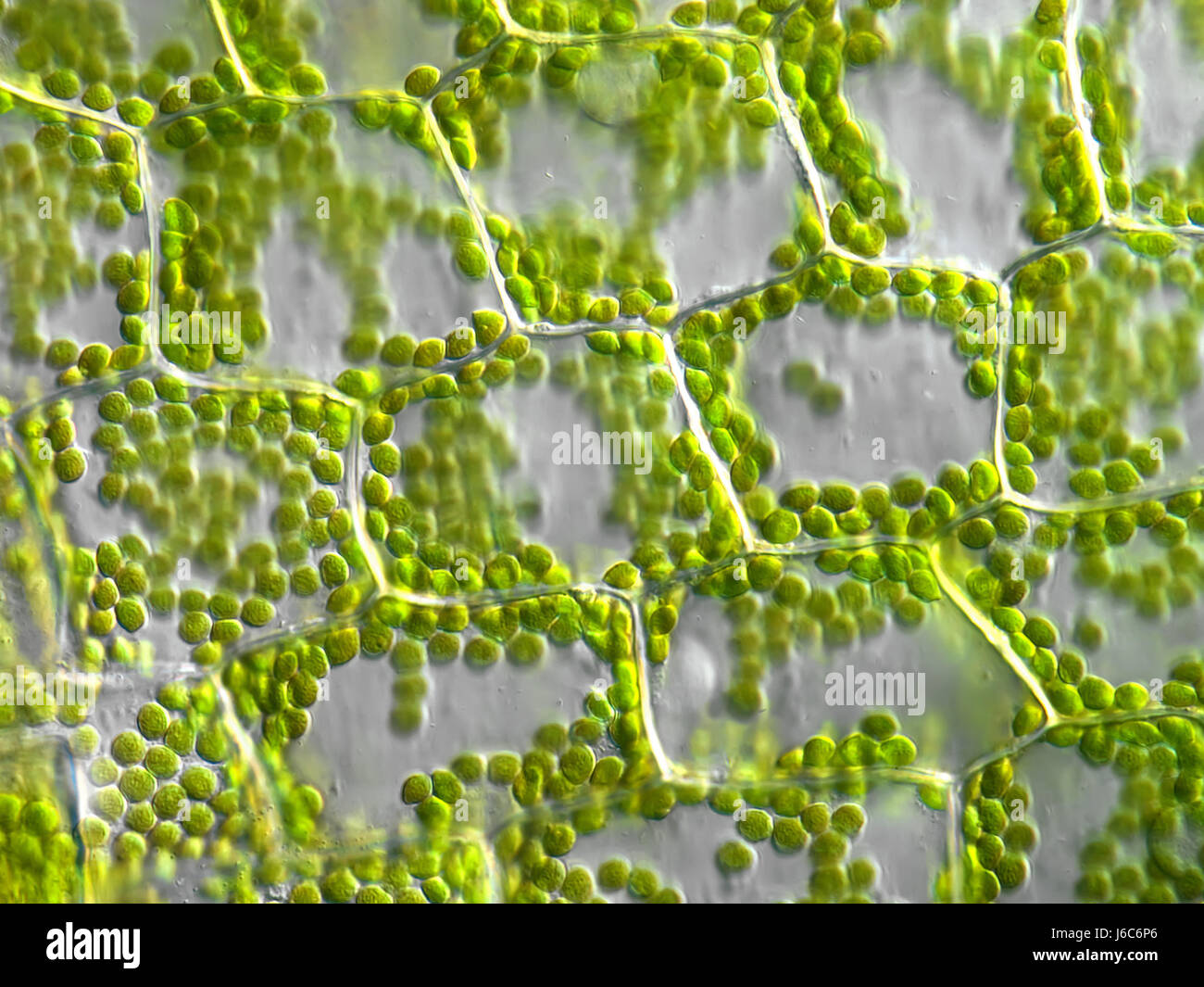 chlorophyll photosynthesis biomass botany chlorophyll plans cells ...