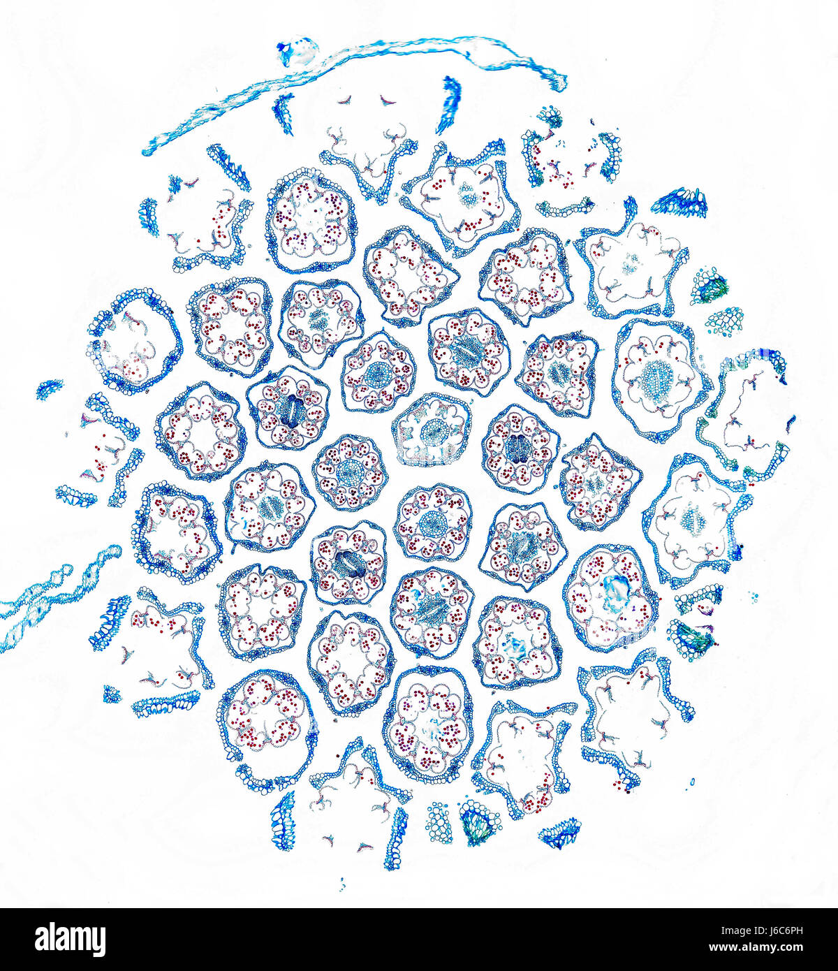 compositae tissue section compositae tissue cells section kamillenblte ...