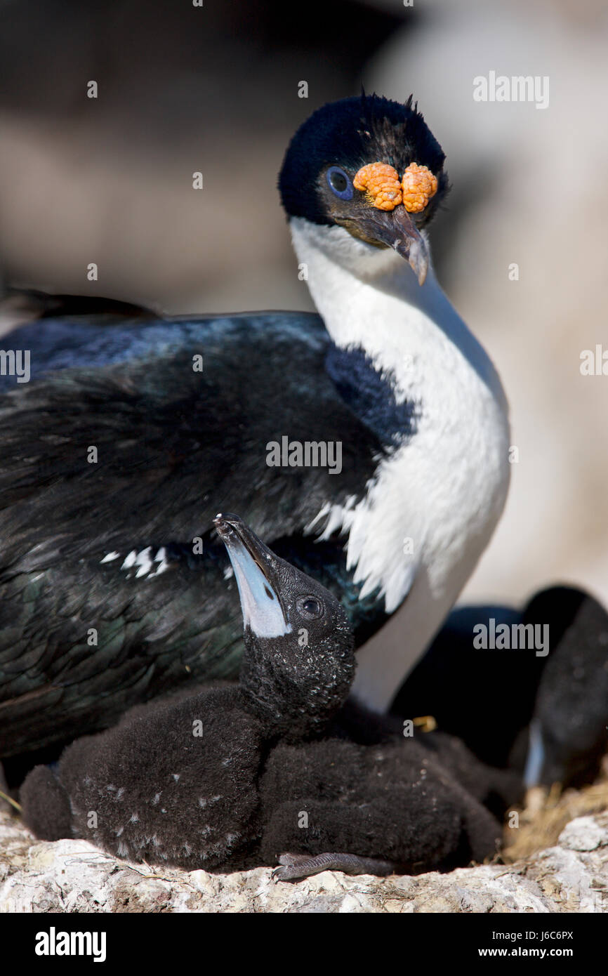 King cormorant, blue-eyed cormorant, or white-bellied shag, Leucocarbo ...