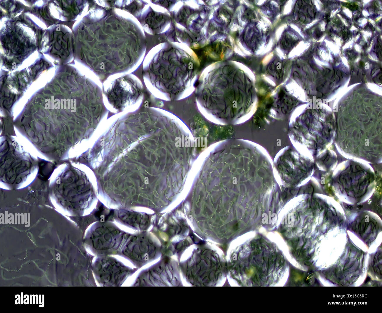 Cyanobacteria microscope hi-res stock photography and images - Alamy