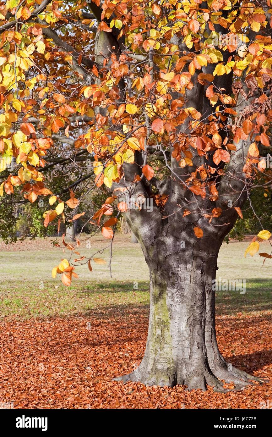 tree leaves bark beech foliage fall autumn tree park leaves autumnal ...