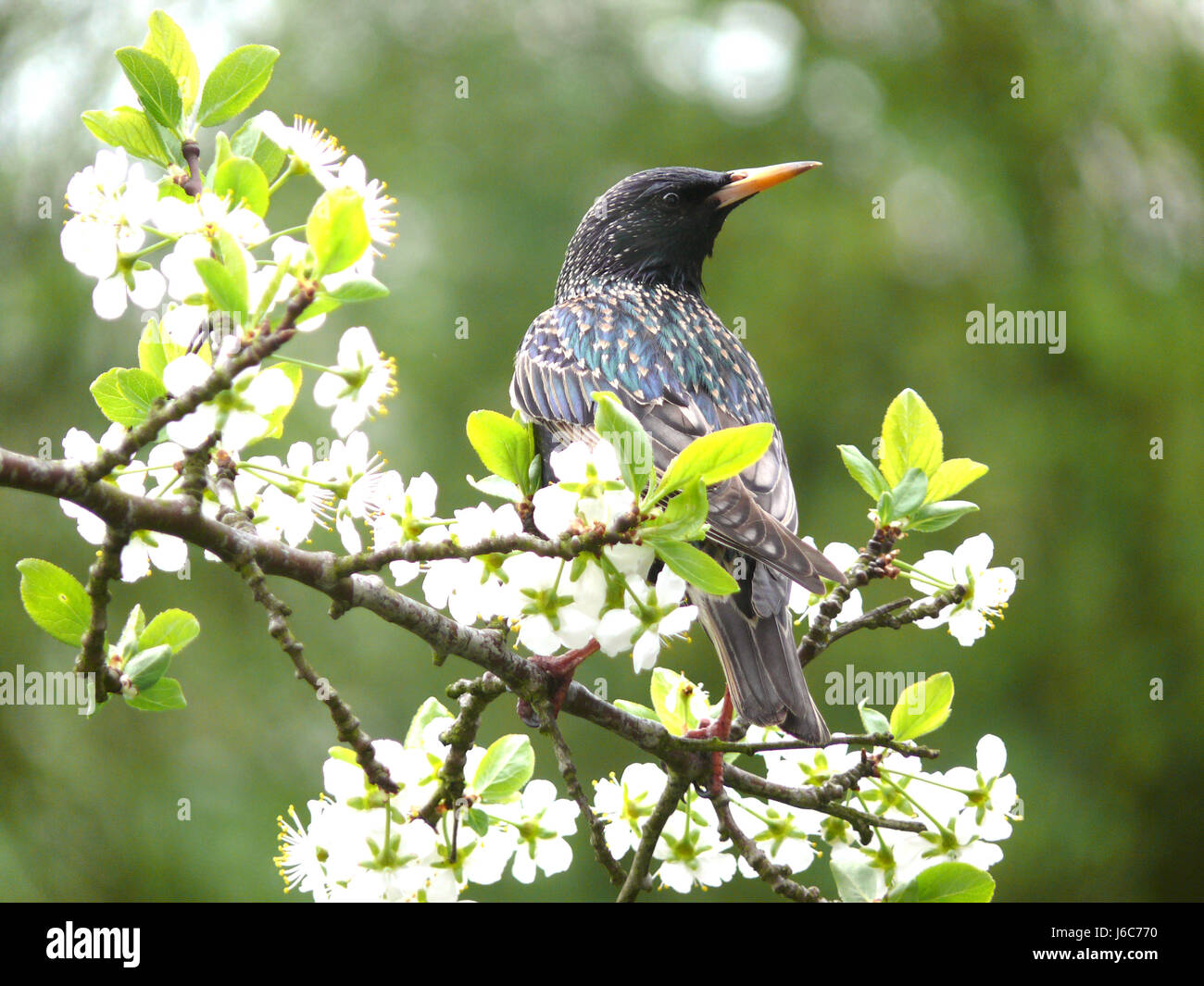star in pear Stock Photo - Alamy