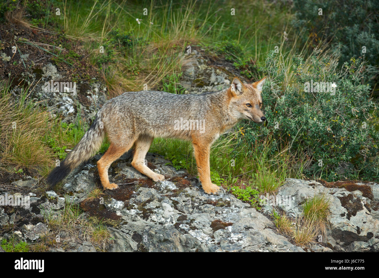 Patagonian Gray Fox, Pseudalopex griseus Stock Photo - Alamy