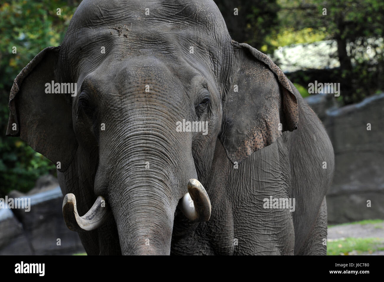 elephant tusk head mammal elephant tusk grey gray head dickhute gross ...