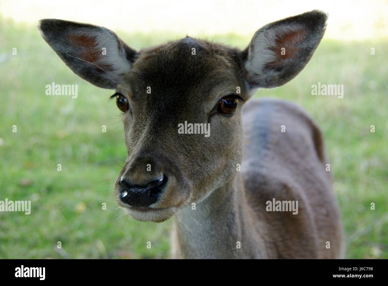 animal wild eyes nose forest head fall autumn macro close-up macro ...