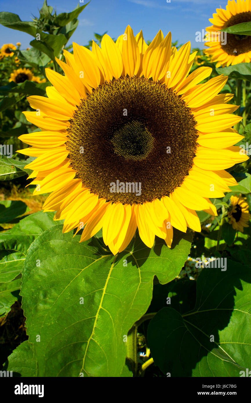 bloom blossom flourish flourishing flora flower sunflower plant ...