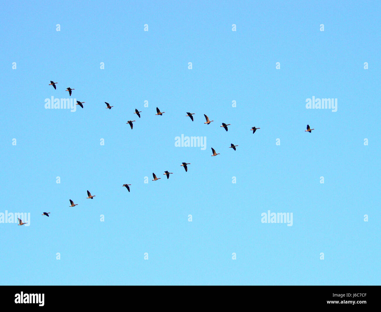formation migrant birds of passage fly flies flys flying blue bird animals Stock Photo - Alamy