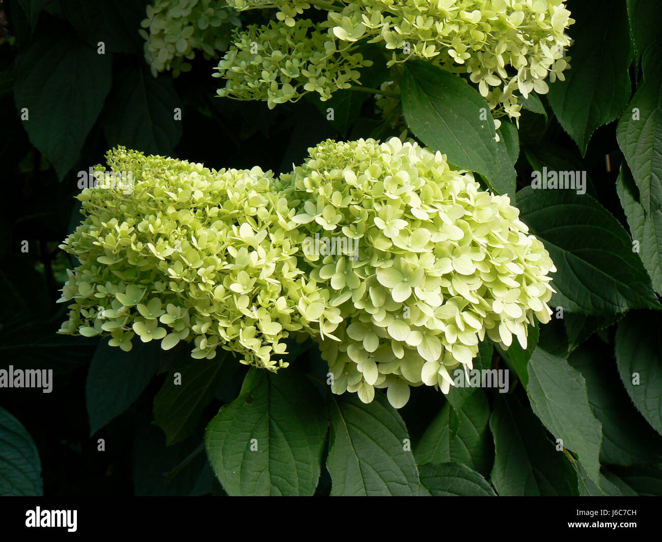 hydrangea flowers light green Stock Photo - Alamy