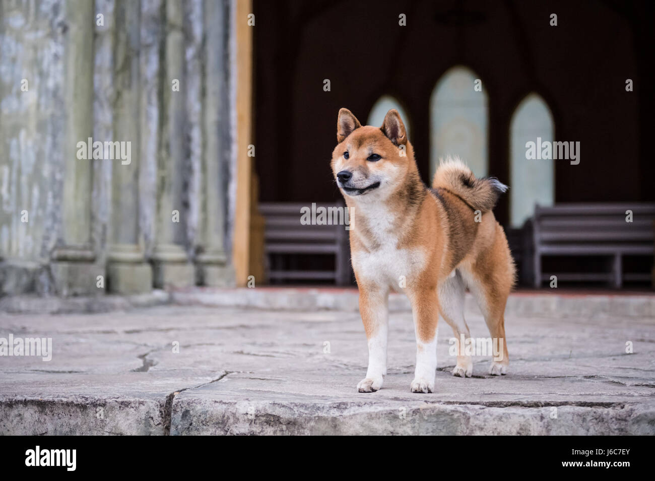 The cute little Shiba Inu Stock Photo - Alamy