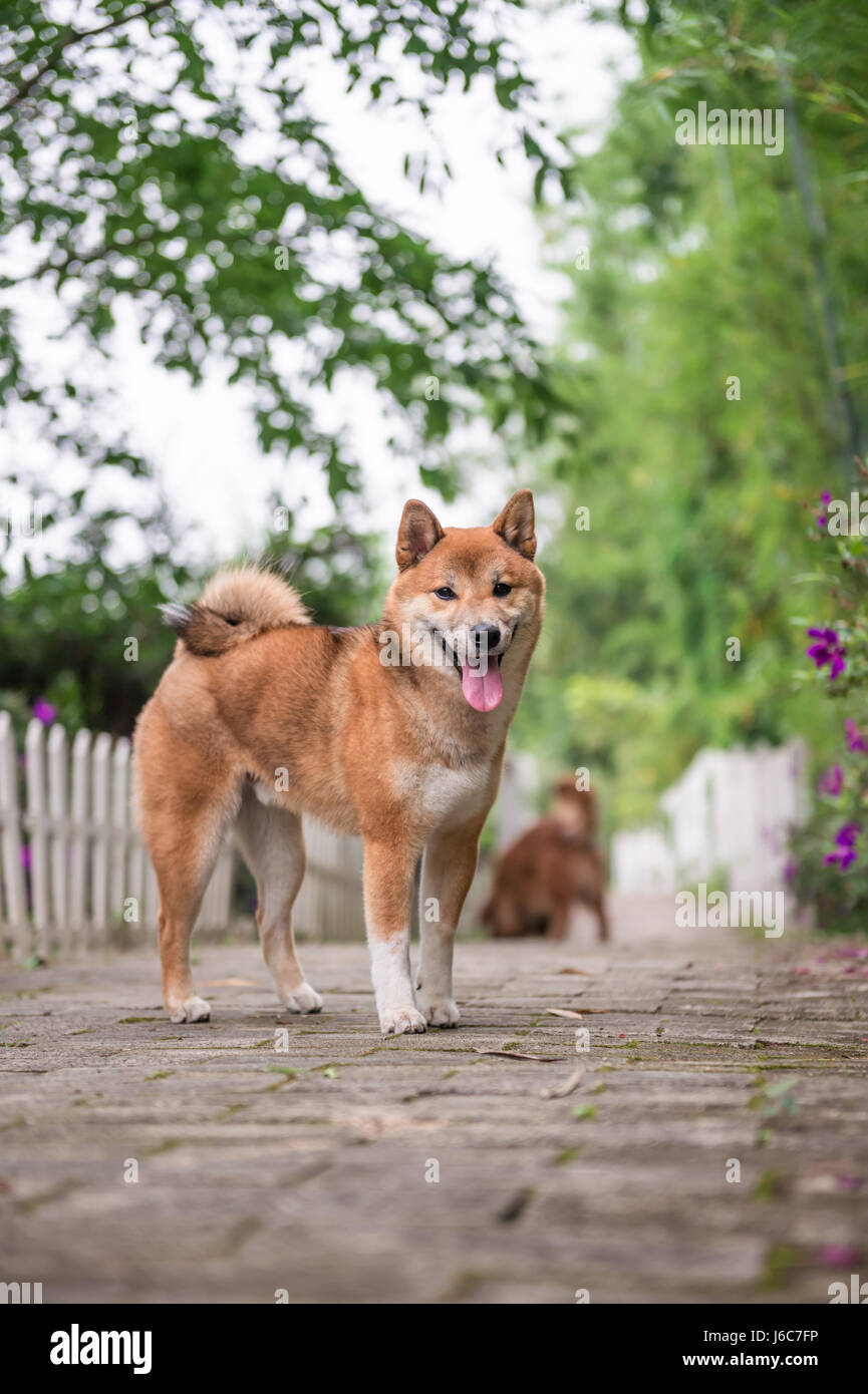 The cute little Shiba Inu Stock Photo - Alamy