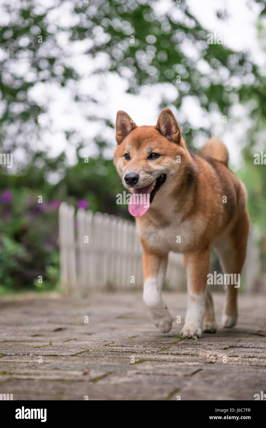 The cute little Shiba Inu Stock Photo - Alamy