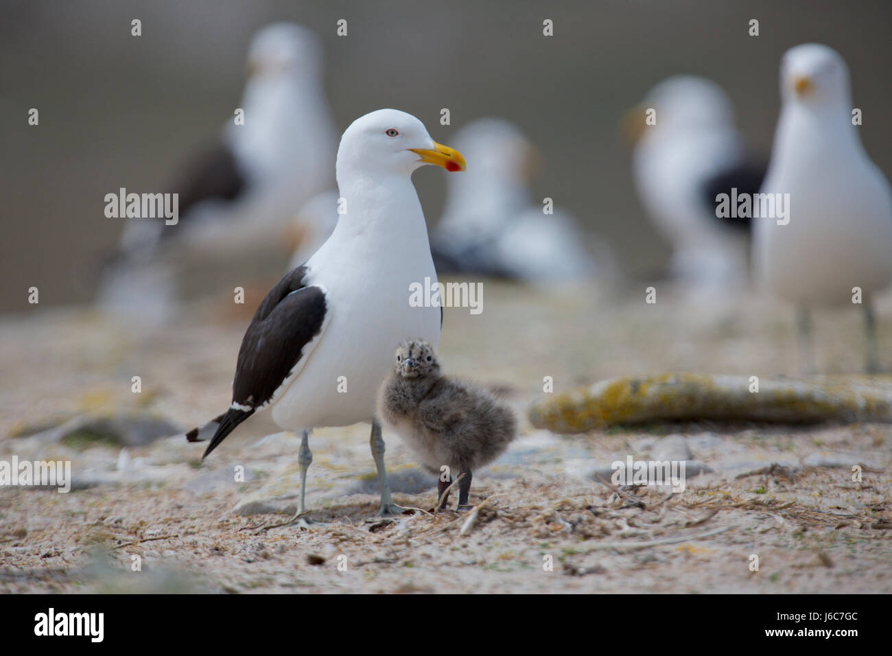 kelp gull (Larus dominicanus Stock Photo - Alamy