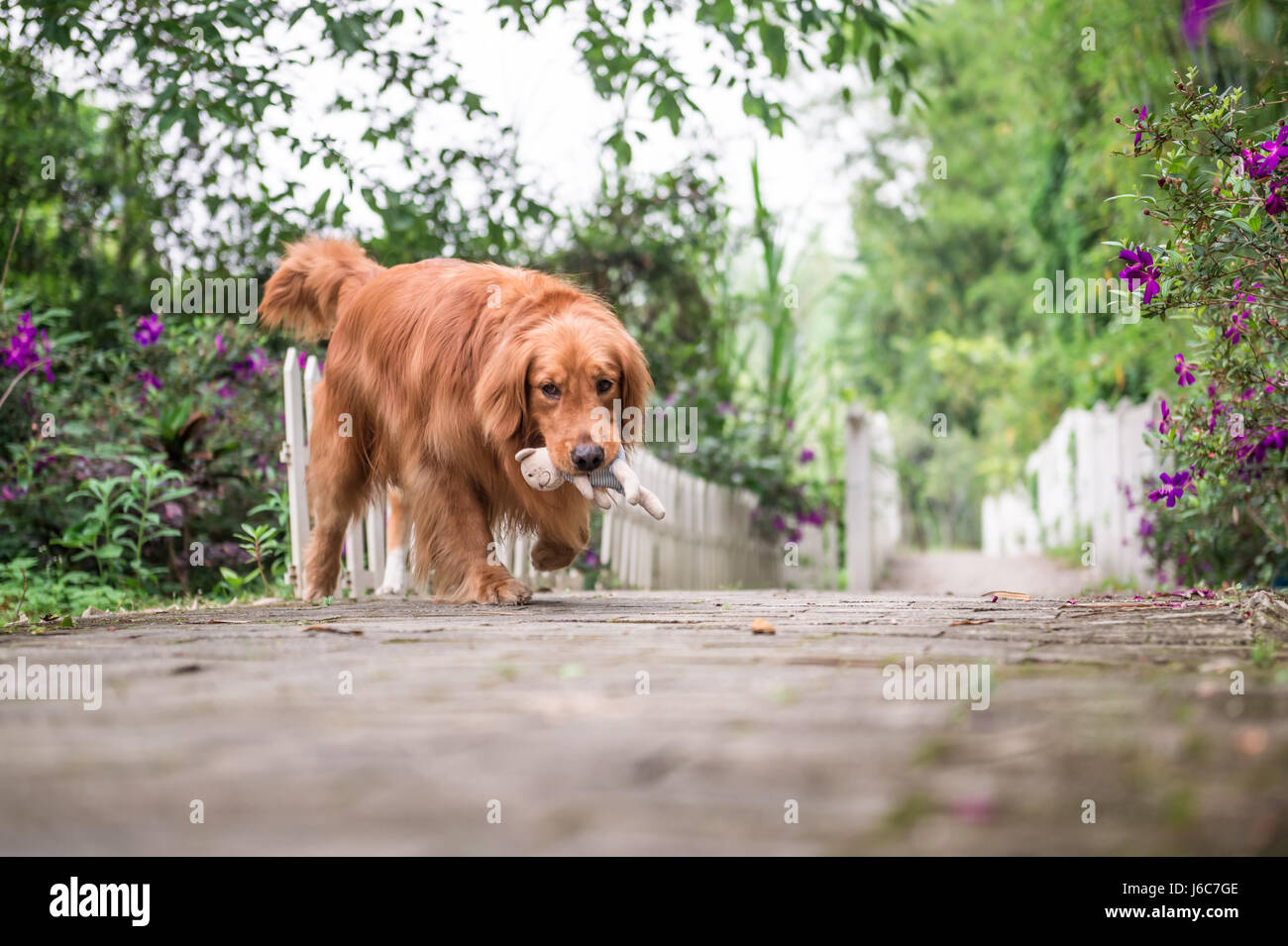 Golden Retriever playing in the Park Stock Photo - Alamy