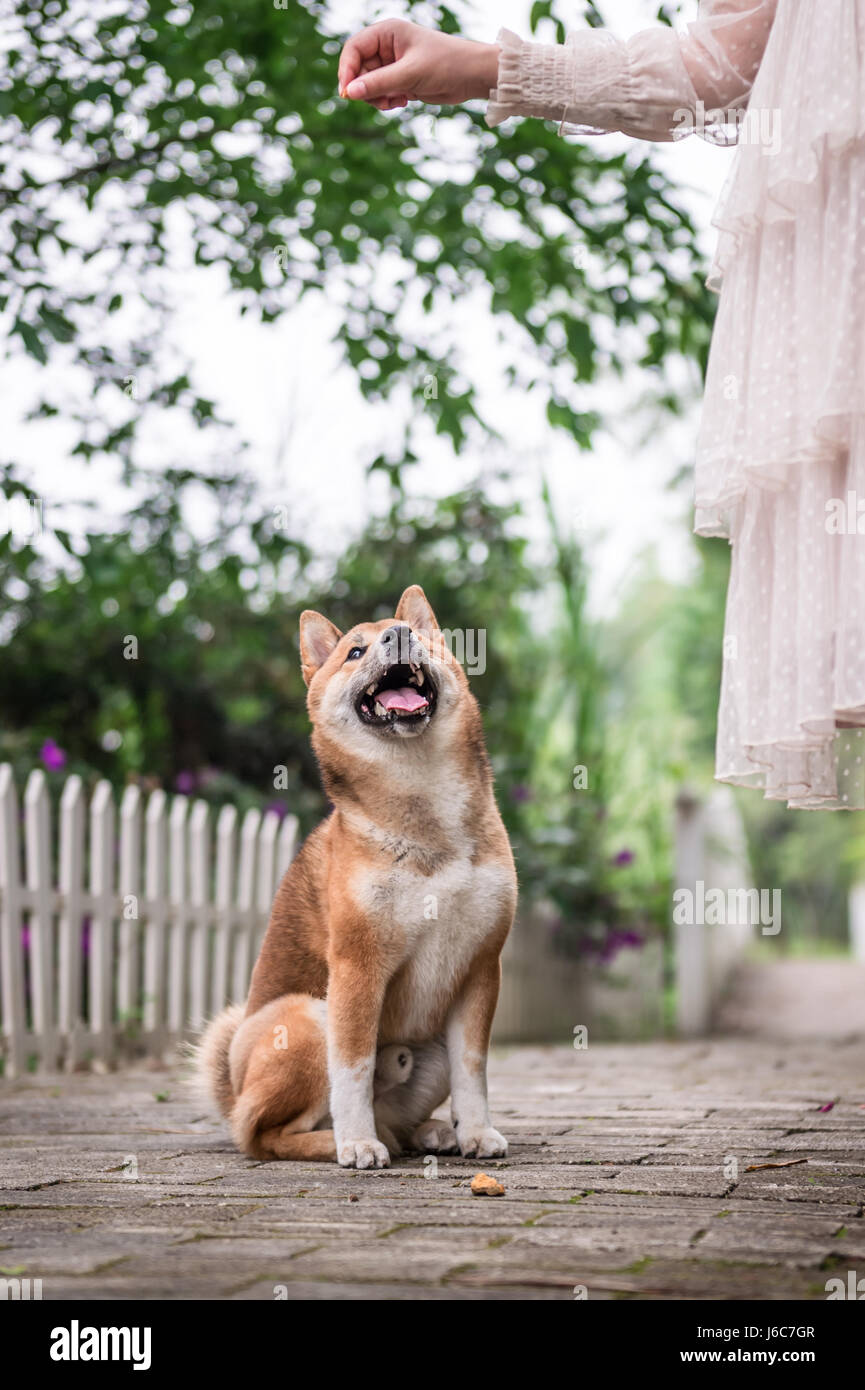 The cute little Shiba Inu Stock Photo - Alamy