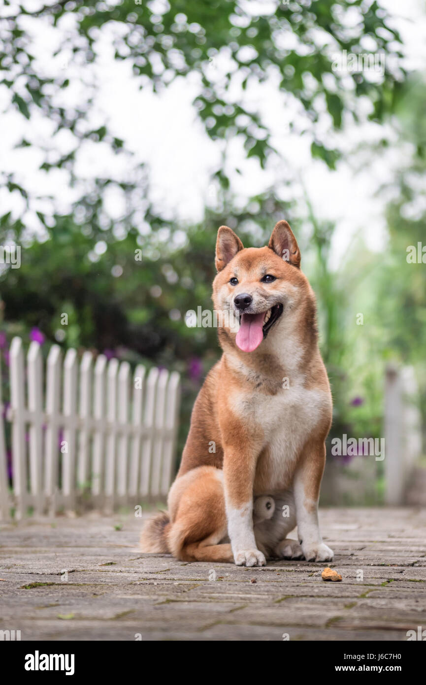 The cute little Shiba Inu Stock Photo - Alamy